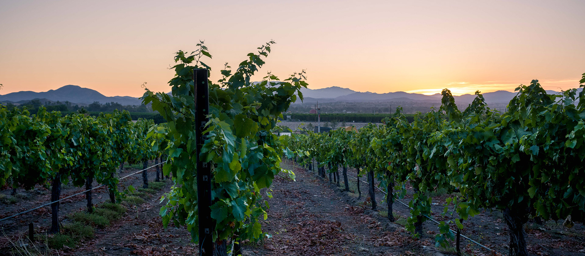 Careers | Carter Estate Winery and Resort